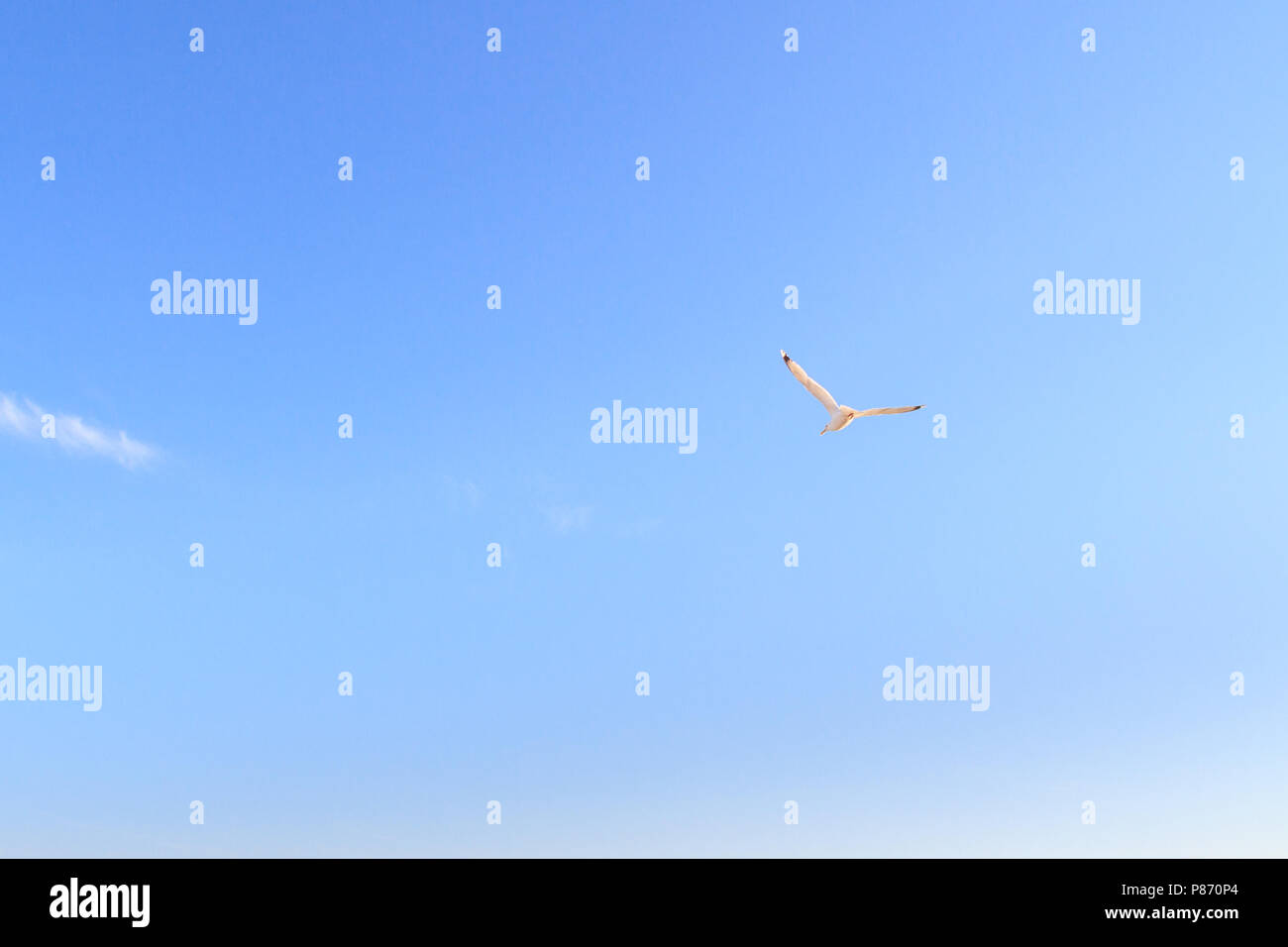Bird Albatross is flying in the blue sky Stock Photo - Alamy