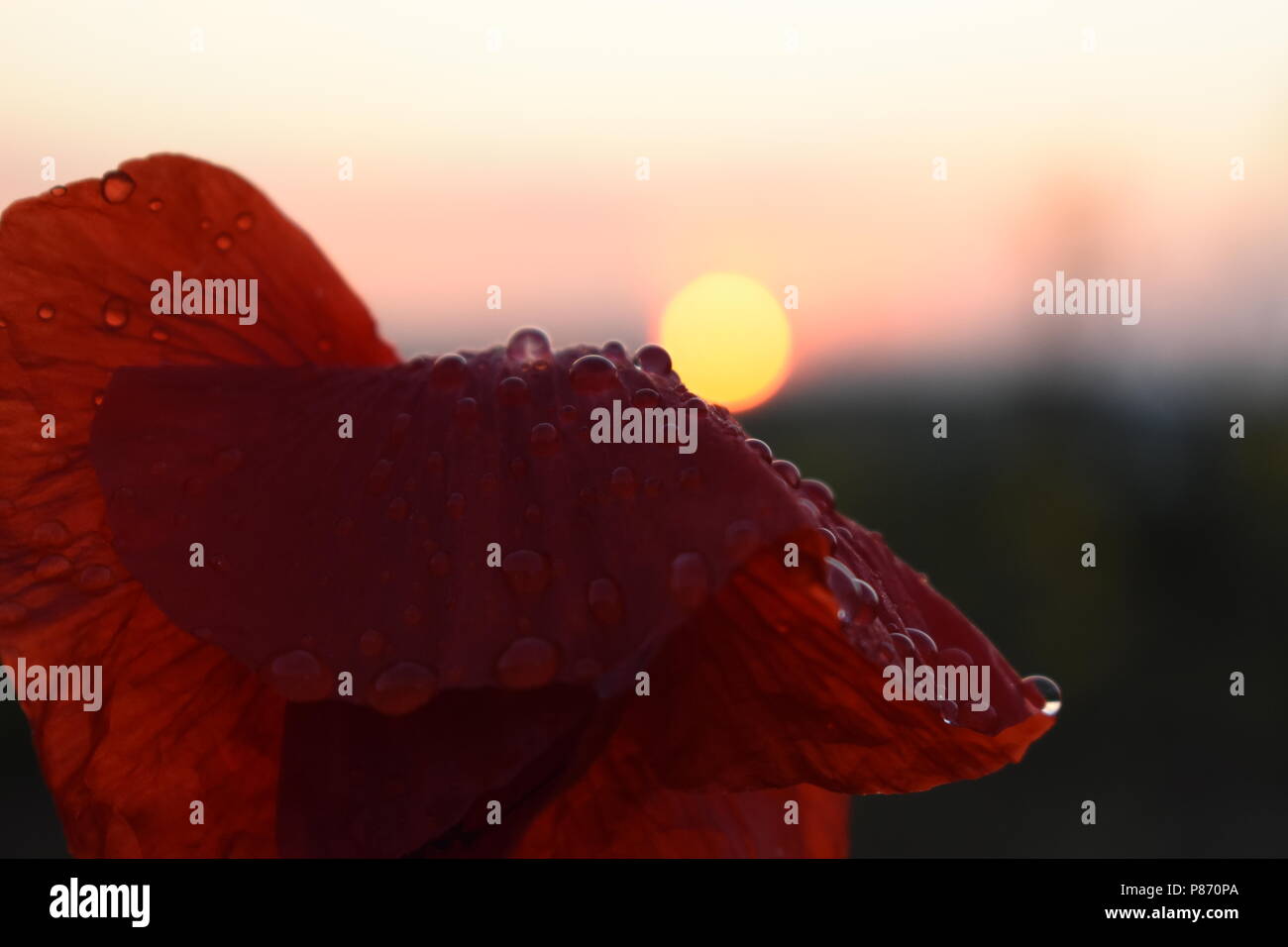 poppy in sunset Stock Photo - Alamy
