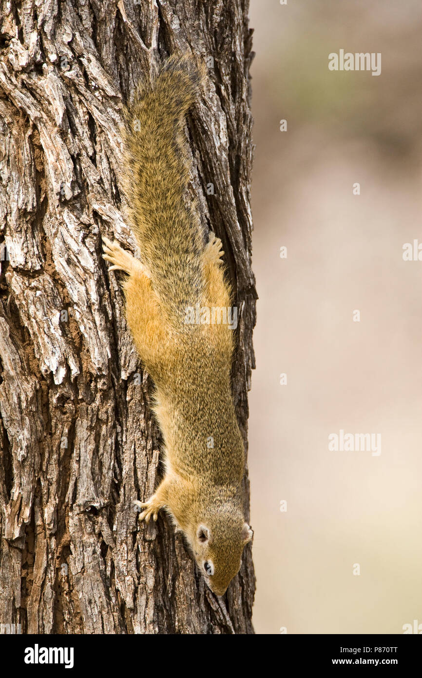 Smith's Bush Squirrel, Paraxerus cepapi Stock Photo - Alamy