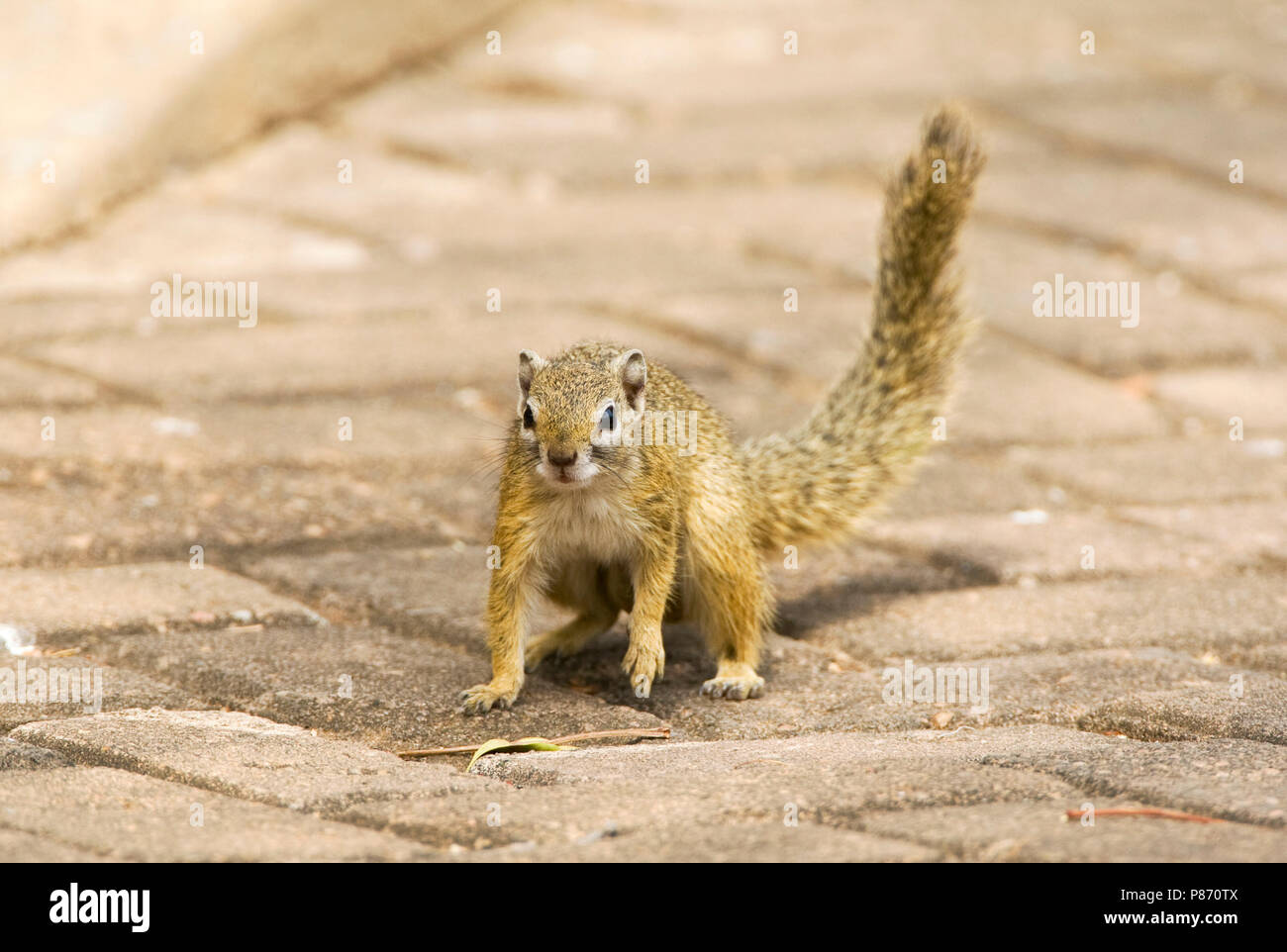 Smiths squirrel hi-res stock photography and images - Alamy