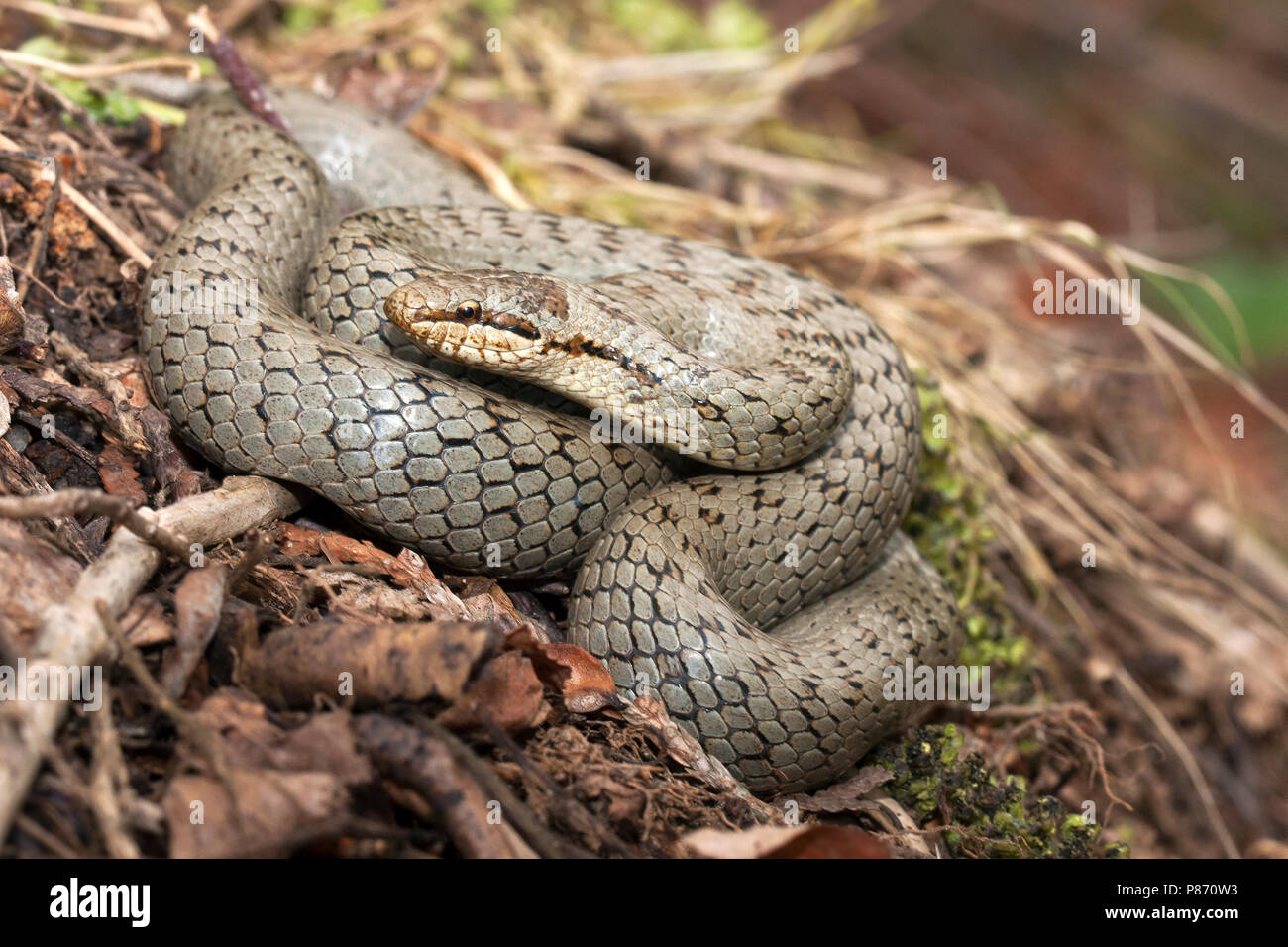 Gladde slang; Smooth Snake Stock Photo - Alamy