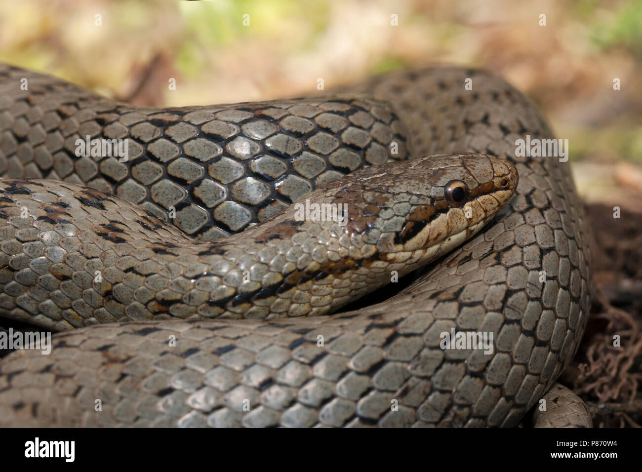 Slang hi-res stock photography and images - Alamy