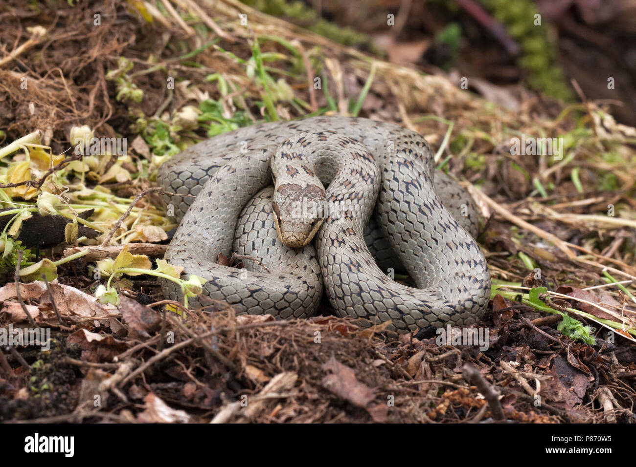 Slang hi-res stock photography and images - Alamy