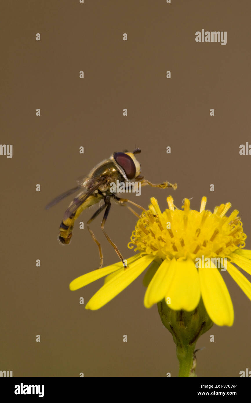 Holland insekt hi-res stock photography and images - Alamy