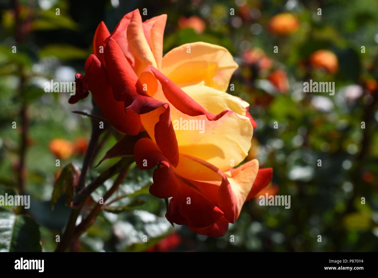 yellow and red rose Stock Photo - Alamy