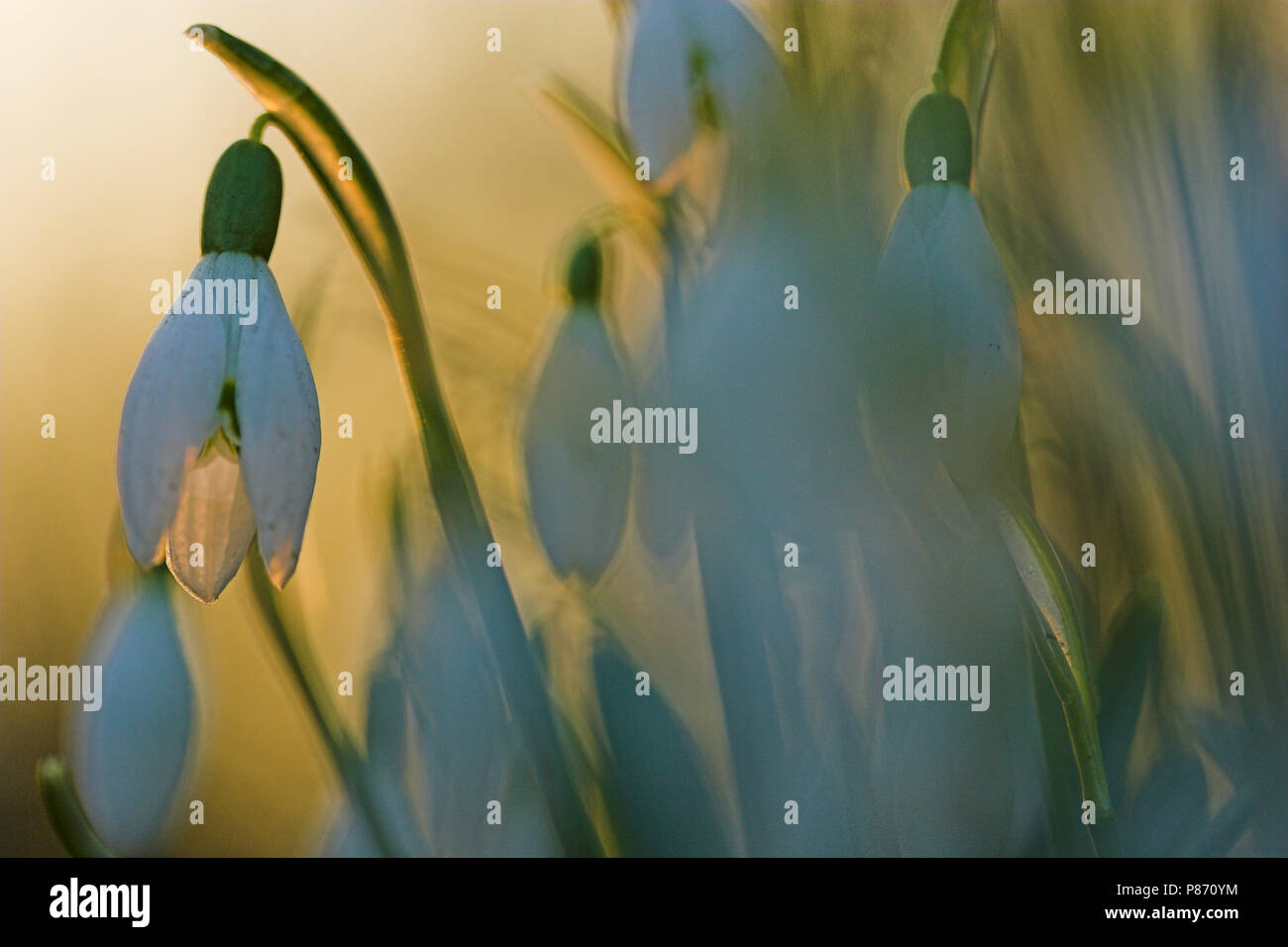 Sneeuwklokjes hi-res stock photography and images - Alamy