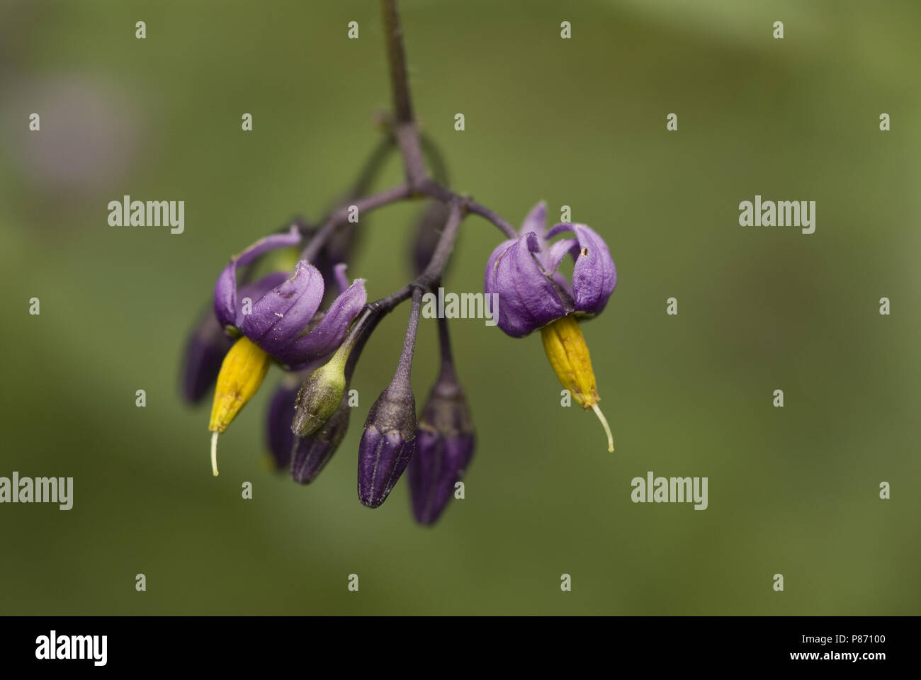 Flowers of Bittersweet, Bloemen van Bitterzoet Stock Photo - Alamy
