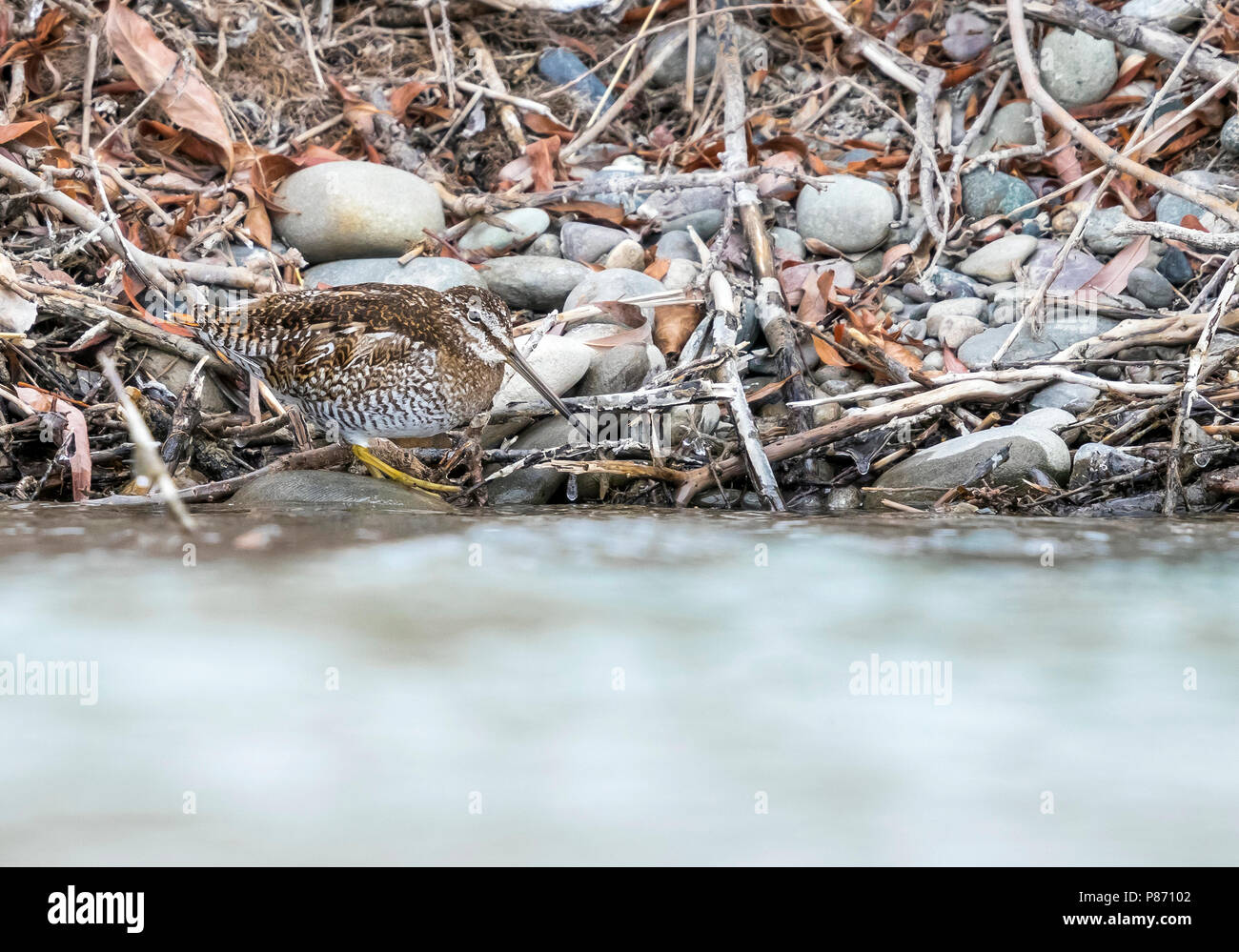 Adult Eastern Solitary Snipe sitting along the Indus River, Leh, Ladakh ...