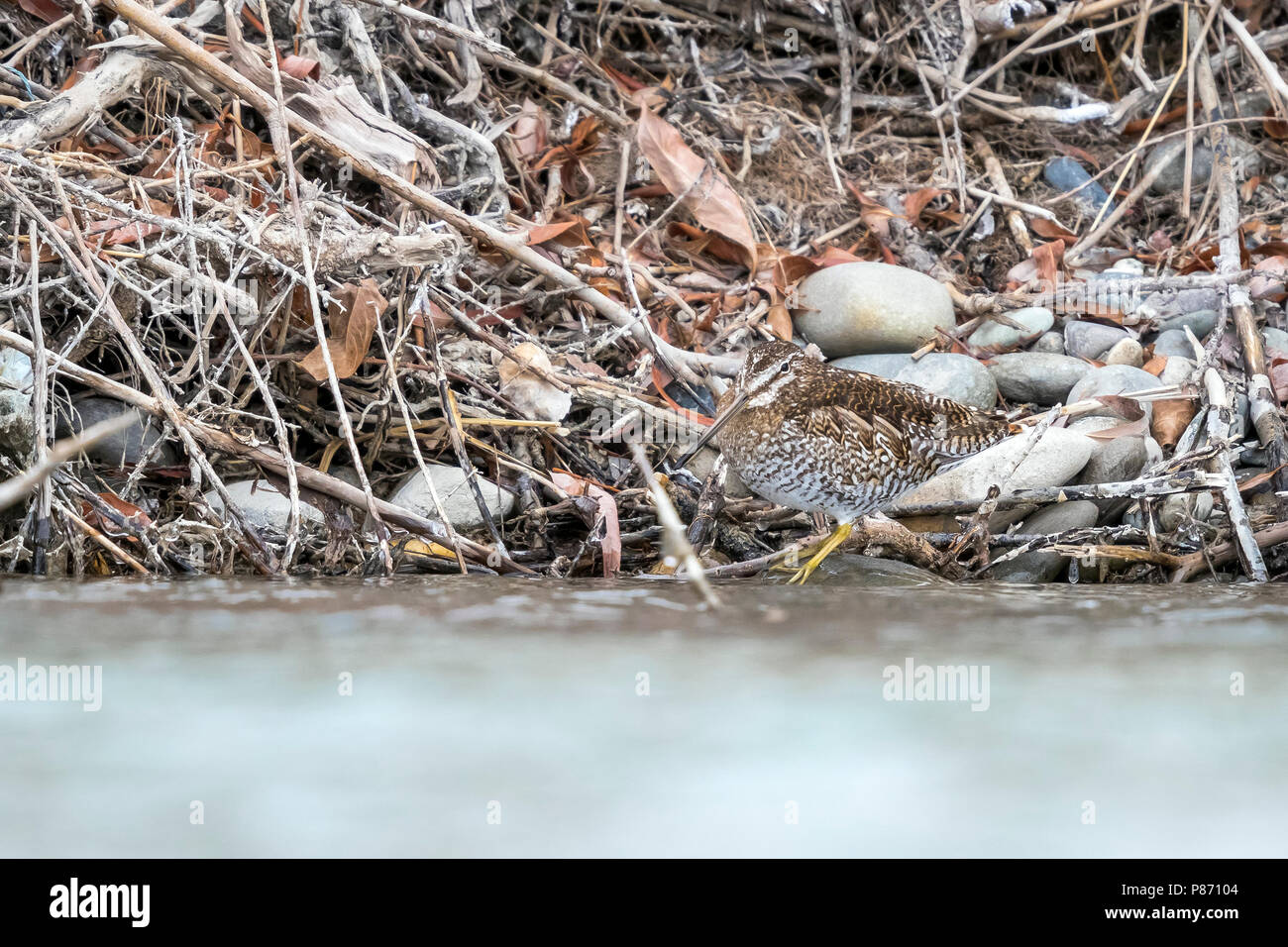 Adult Eastern Solitary Snipe sitting along the Indus River, Leh, Ladakh ...