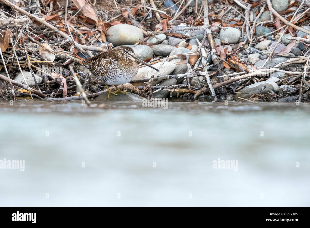 Adult Eastern Solitary Snipe sitting along the Indus River, Leh, Ladakh ...
