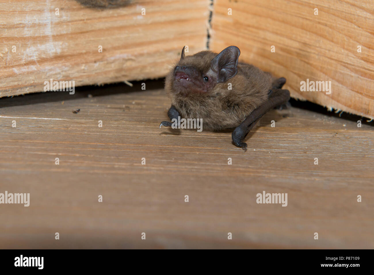 Kleine Dwergvleermuis, Soprano's pipistrelle. Pipistrellus pygmaeus ...