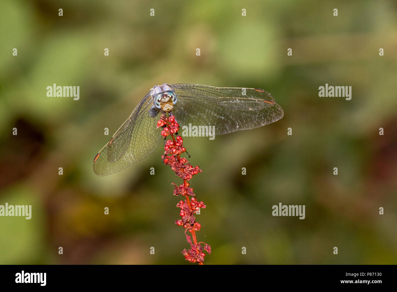 Southern skimmer hi-res stock photography and images - Alamy