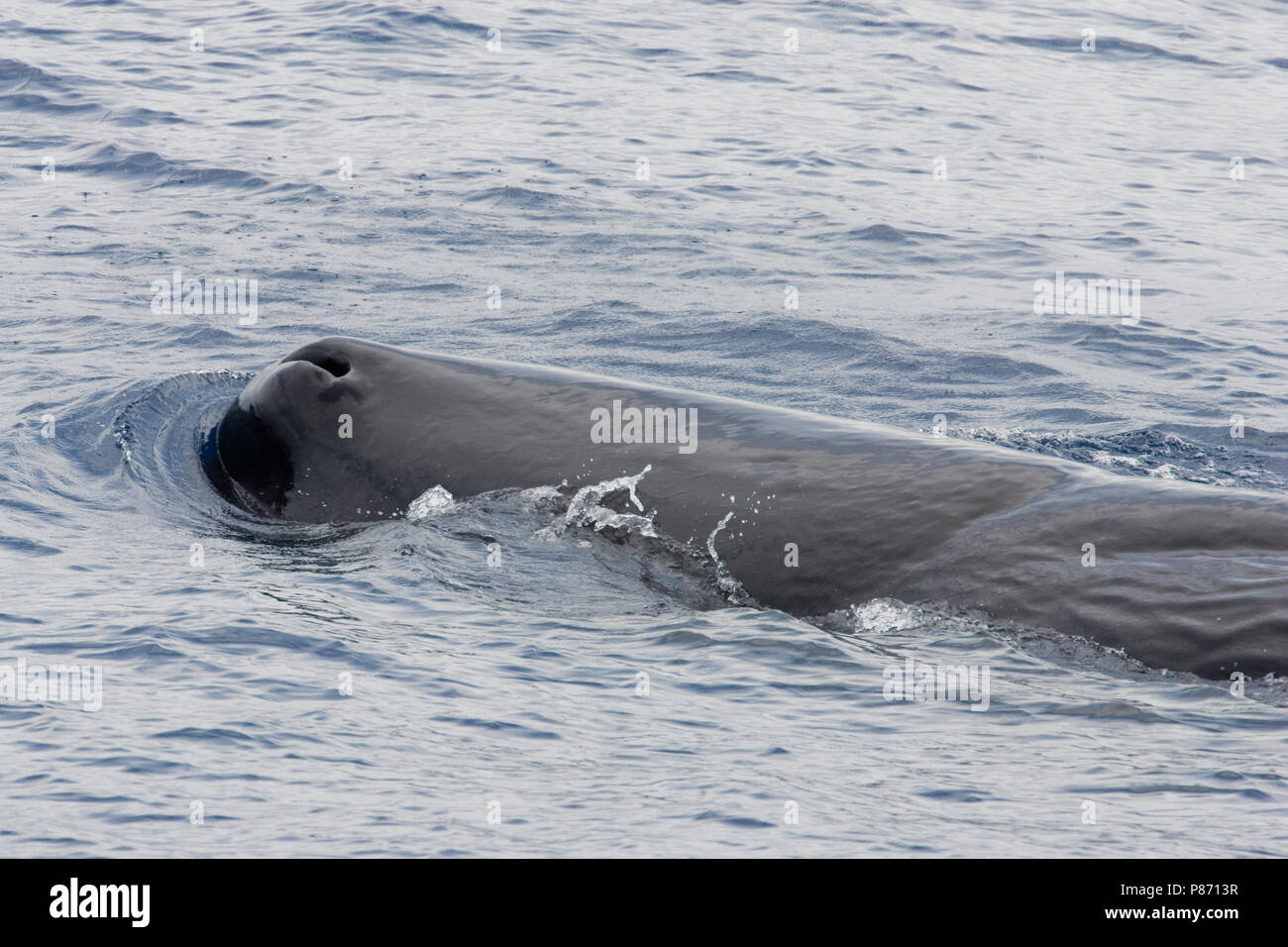 Potvis hi-res stock photography and images - Alamy