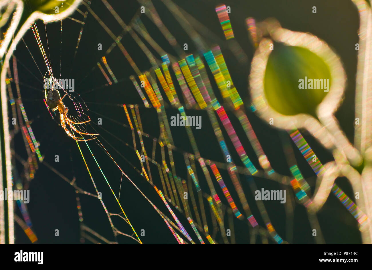 Spin in web, Spider in web Stock Photo - Alamy