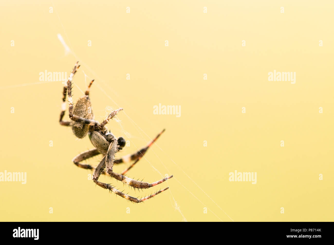 Spin in web, Spider in web Stock Photo - Alamy
