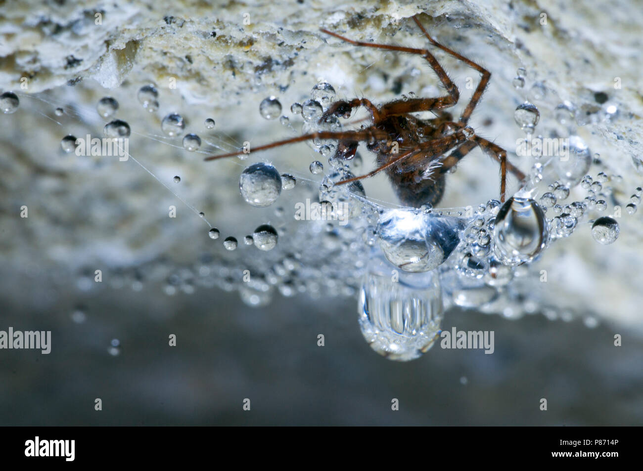 Spin in web, Spider in web Stock Photo - Alamy