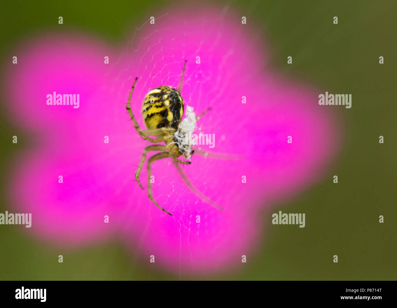 Spin in web, Spider in web Stock Photo - Alamy