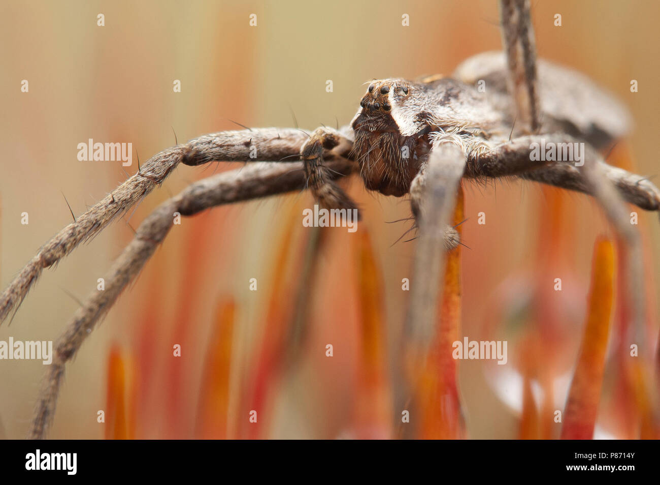 Spin op rood gekleurd mos, Spider on red coloured moss Stock Photo - Alamy