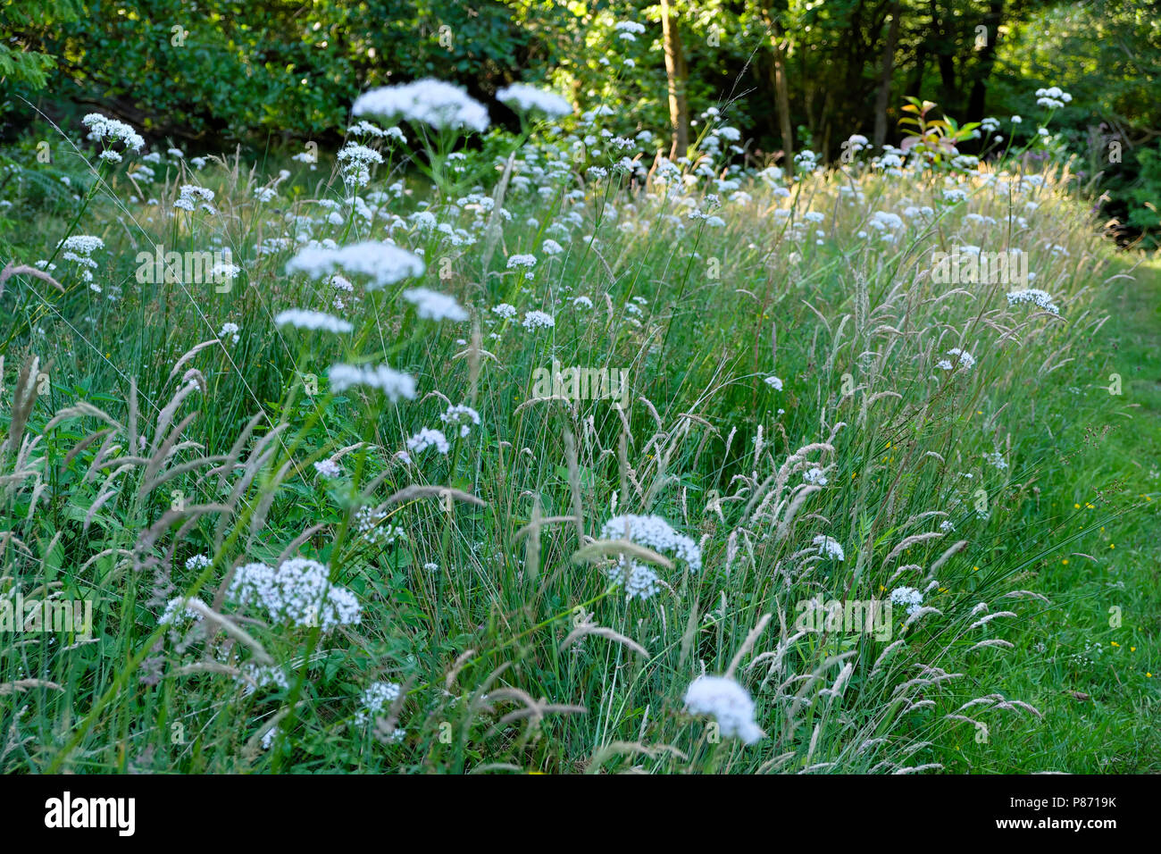 June long grasses hi-res stock photography and images - Alamy