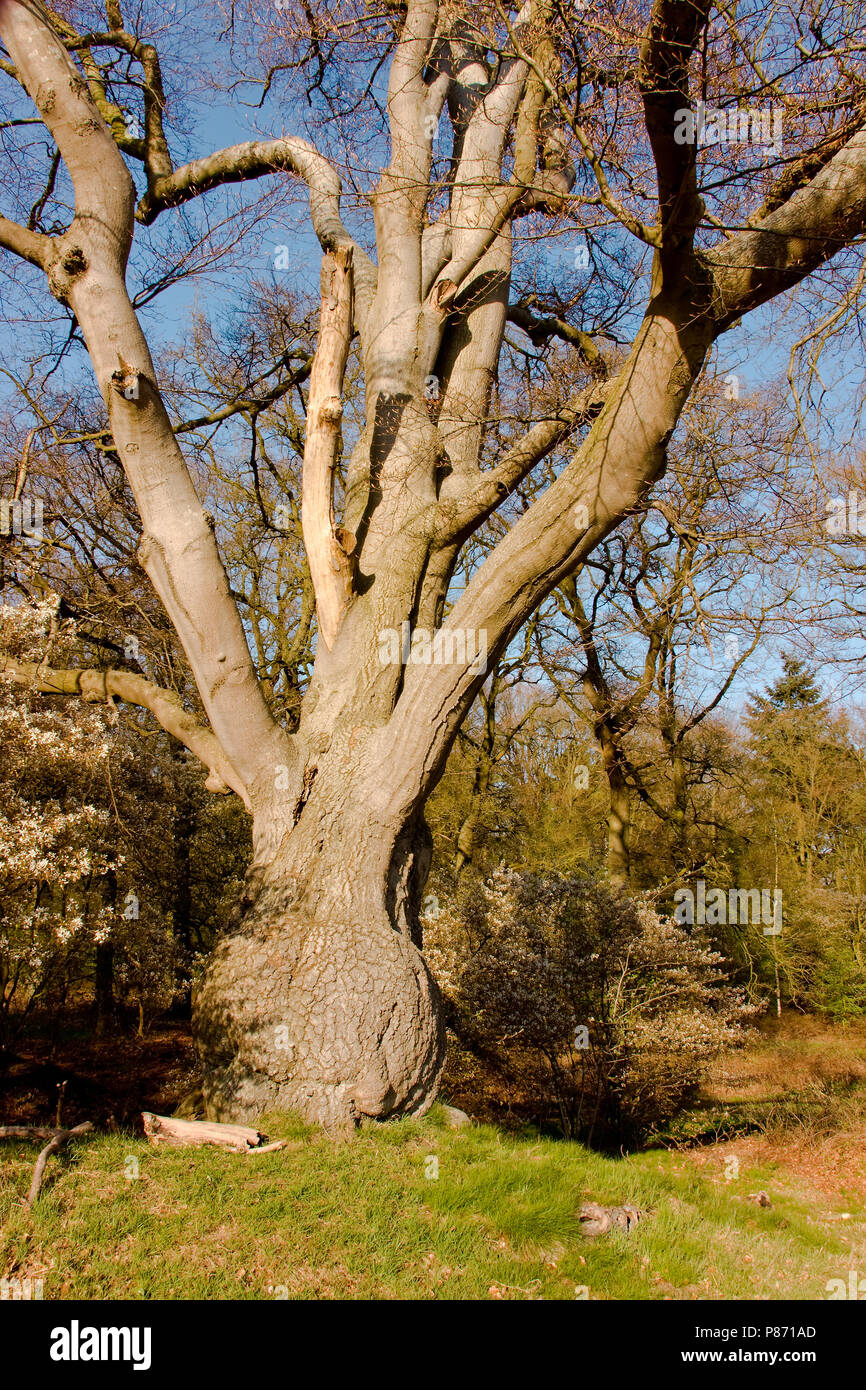 Boom in Vecht en Beneden Rogge; Tree in Vecht en Beneden Rogge Stock ...