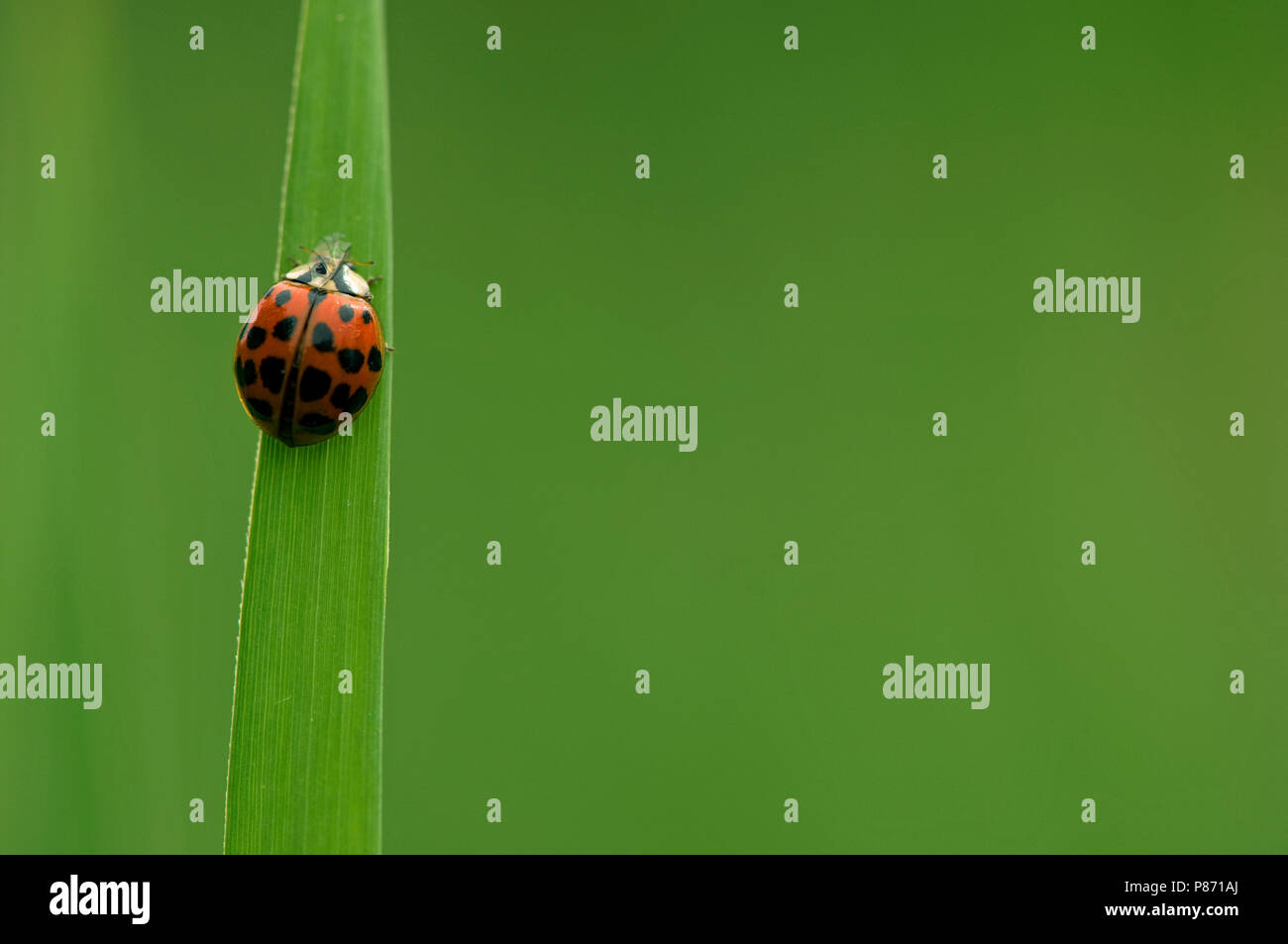 Veelkleurig Aziatisch Lieveheersbeestje op blad Nederland, Asian lady ...