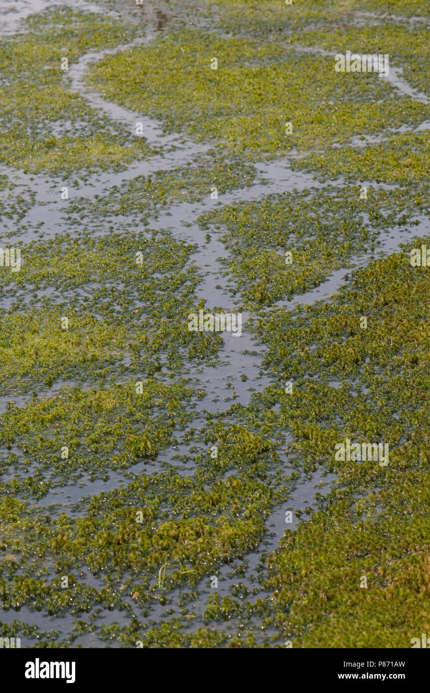 Peat Moss Flowers High Resolution Stock Photography and Images - Alamy