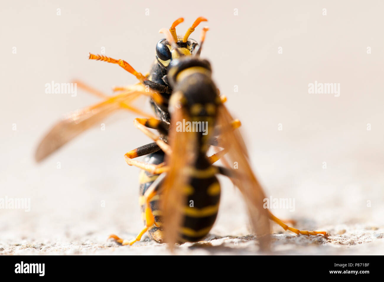 Paper wasps fighting hi-res stock photography and images - Alamy