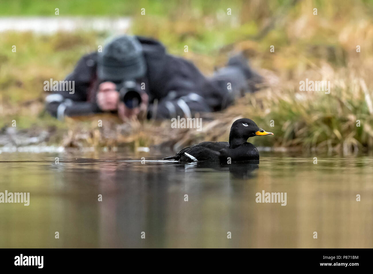 Vincent fusca hi-res stock photography and images - Alamy
