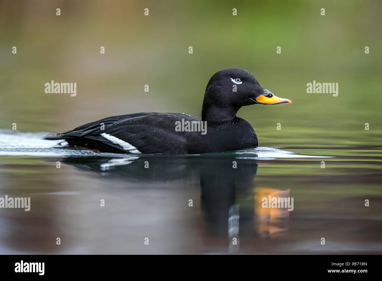 Vincent fusca hi-res stock photography and images - Alamy
