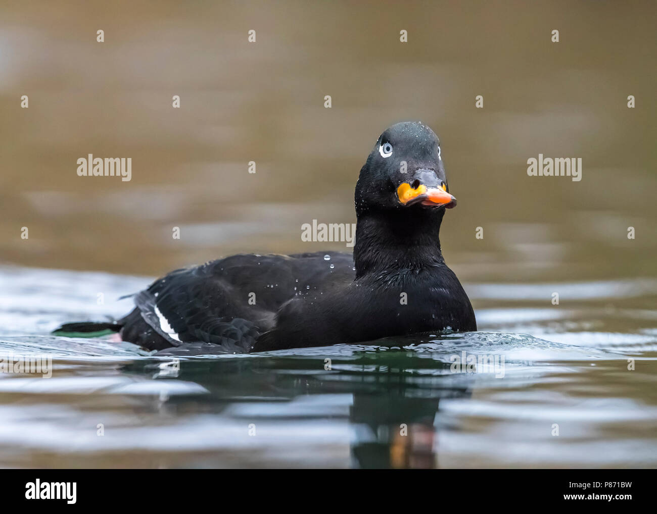 Vincent fusca hi-res stock photography and images - Alamy