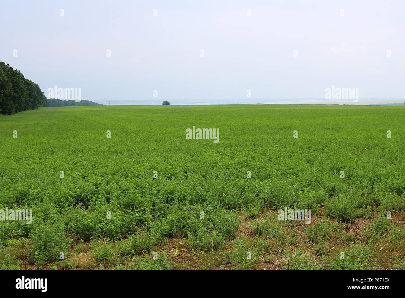 View of green lucerne field under blue sky Stock Photo - Alamy