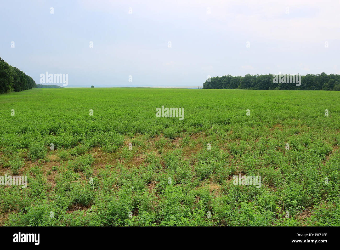 View of green lucerne field under blue sky Stock Photo - Alamy