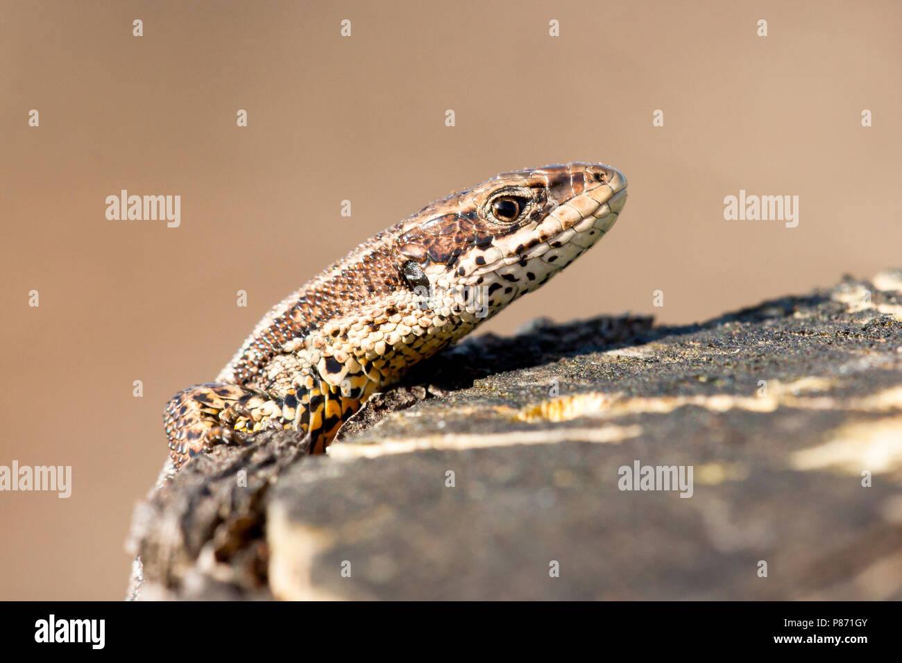 Hagedis hi-res stock photography and images - Alamy