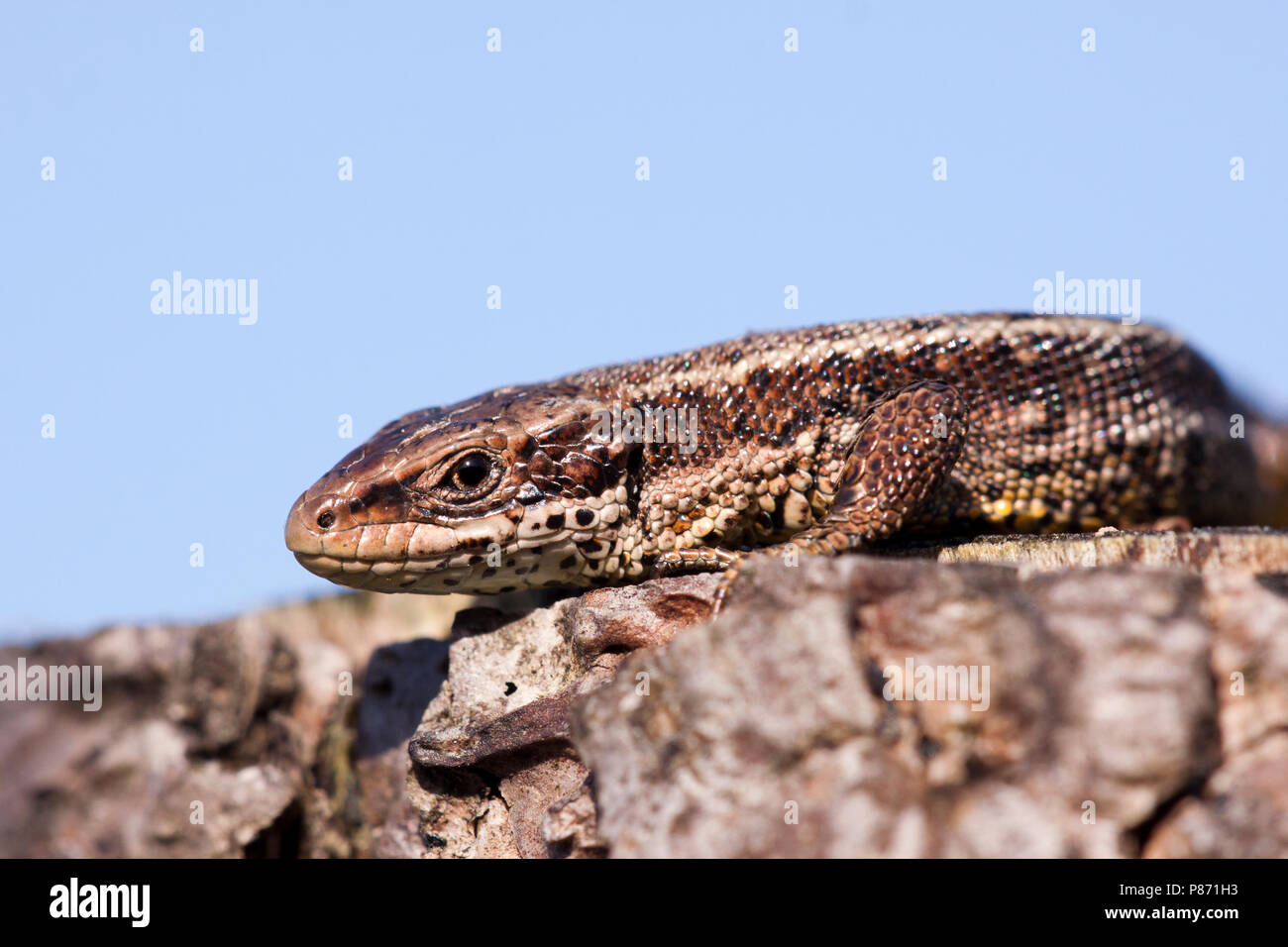 Hagedis High Resolution Stock Photography and Images - Alamy