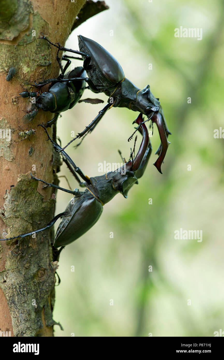 Vechtende Vliegend hert mannetjes, Fighting males Stag beetle Stock ...