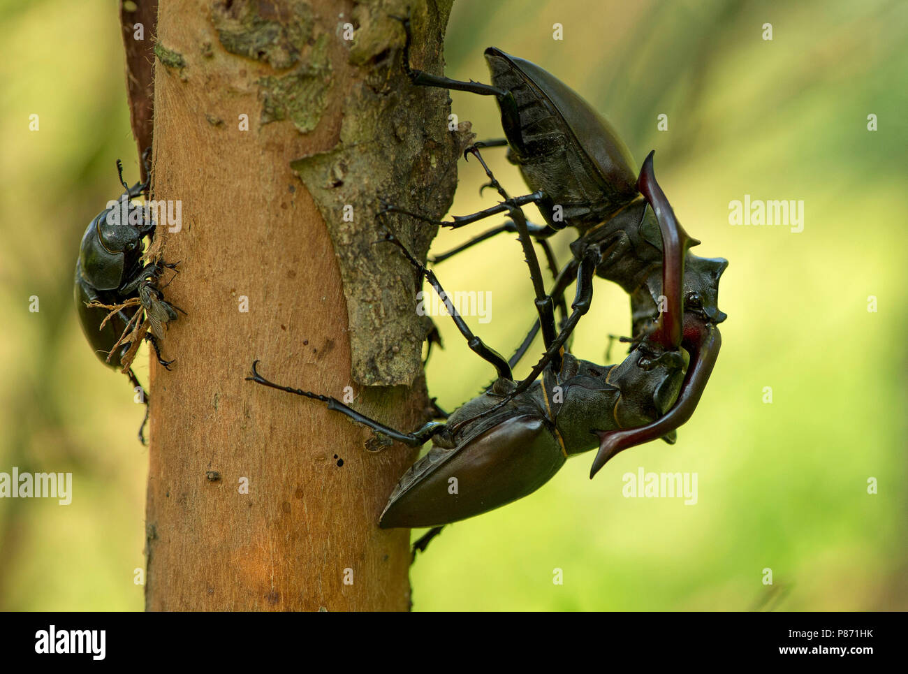 Vechtende Vliegend hert mannetjes, Fighting males Stag beetle Stock ...