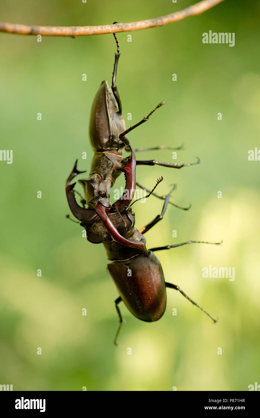 Vechtende Vliegend hert mannetjes, Fighting males Stag beetle Stock ...