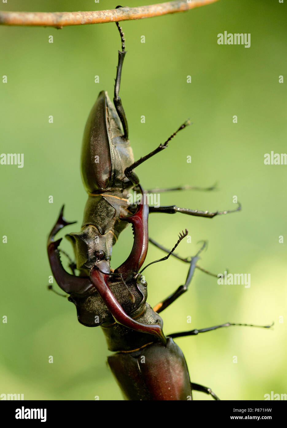Vechtende Vliegend hert mannetjes, Fighting males Stag beetle Stock ...