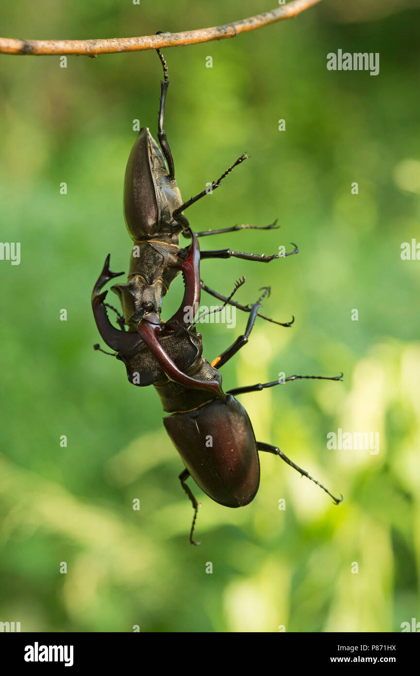Mannetjes hi-res stock photography and images - Alamy