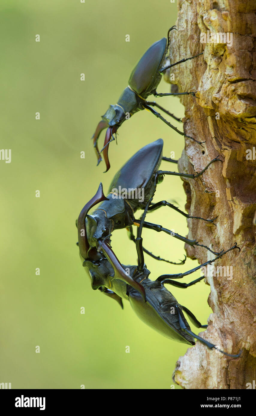 Vechtende Vliegend hert mannetjes, Fighting males Stag beetle Stock ...
