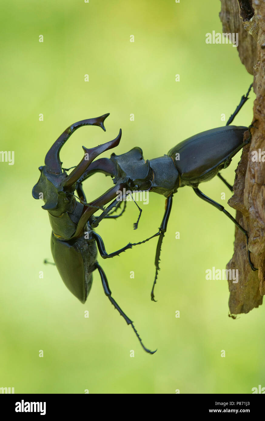 Vechtende Vliegend hert mannetjes, Fighting males Stag beetle Stock ...