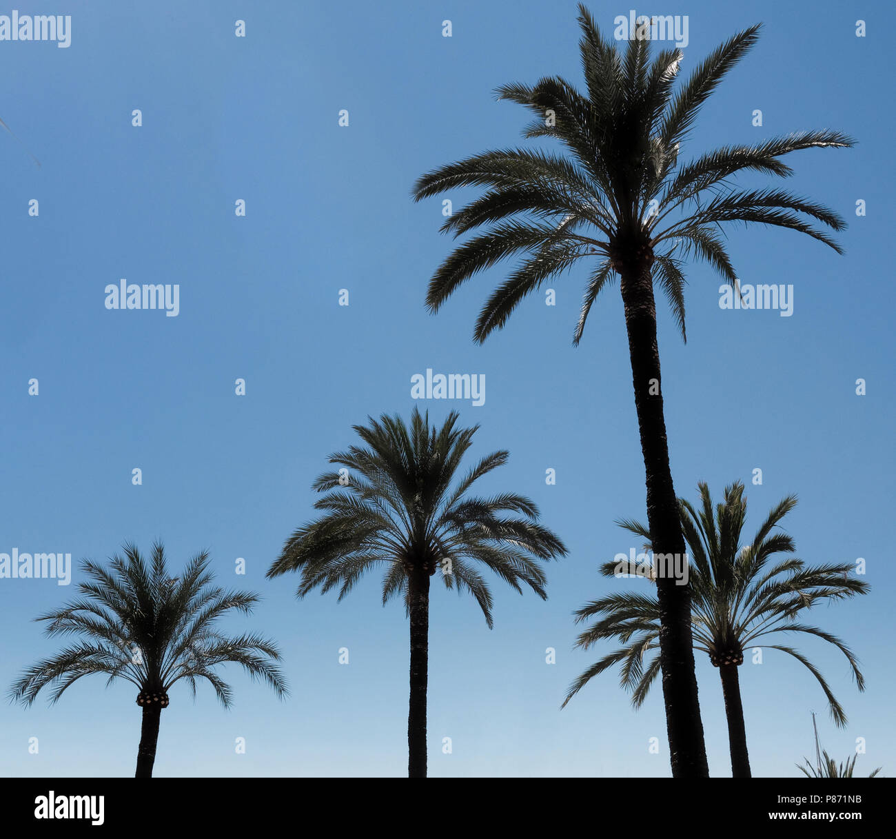 Palm trees, Passeig Maritimo, Palma, Mallorca Stock Photo - Alamy