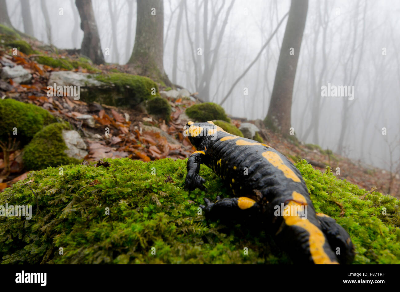Vuursalamander, Fire salamander Stock Photo - Alamy