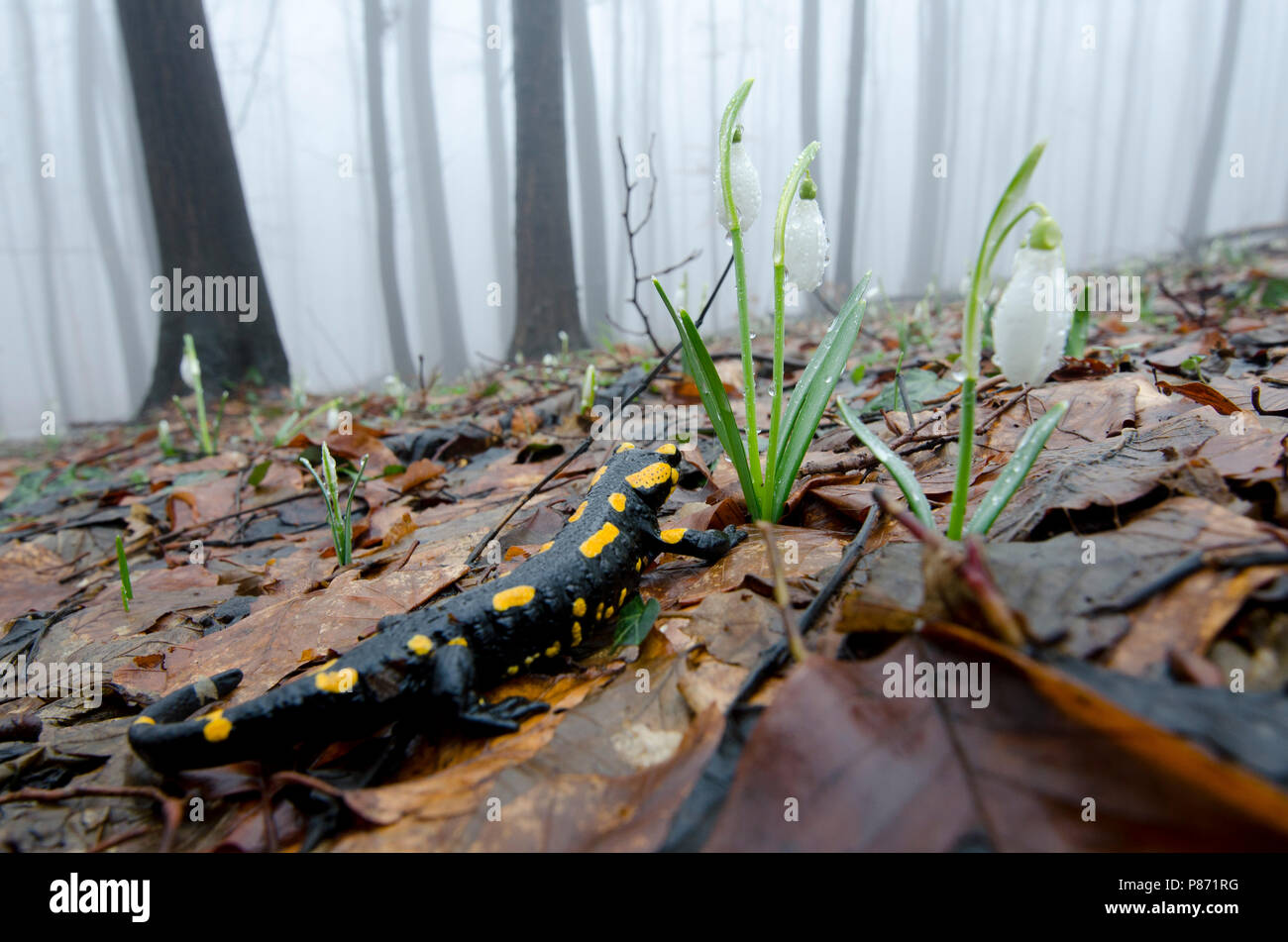 Fire salamander hi-res stock photography and images - Alamy