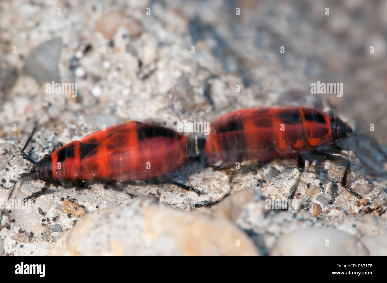 Parende Vuurwantsen, Mating Firebugs Stock Photo - Alamy