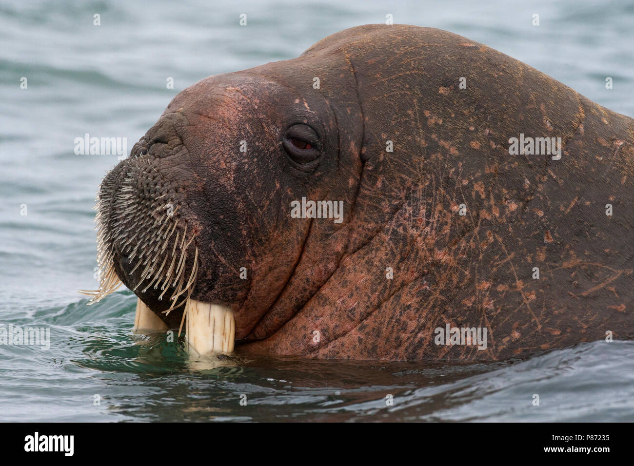 Walrus, Odobenus rosmarus Stock Photo - Alamy