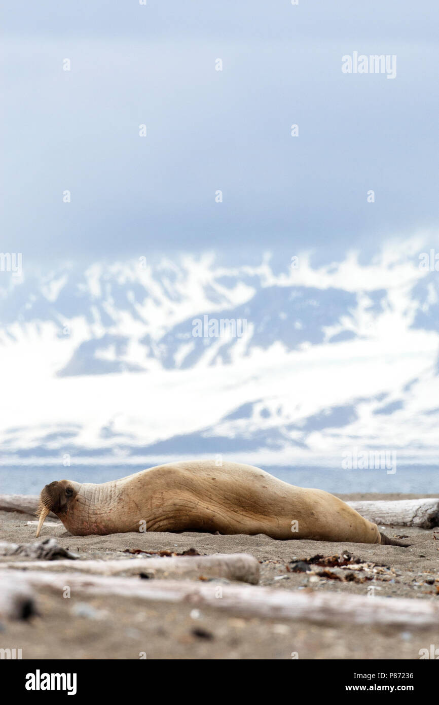 Walrus male lying on beach hi-res stock photography and images - Alamy