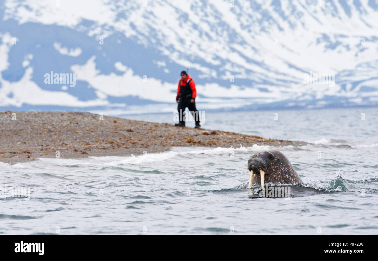Walrus swimming hi-res stock photography and images - Alamy