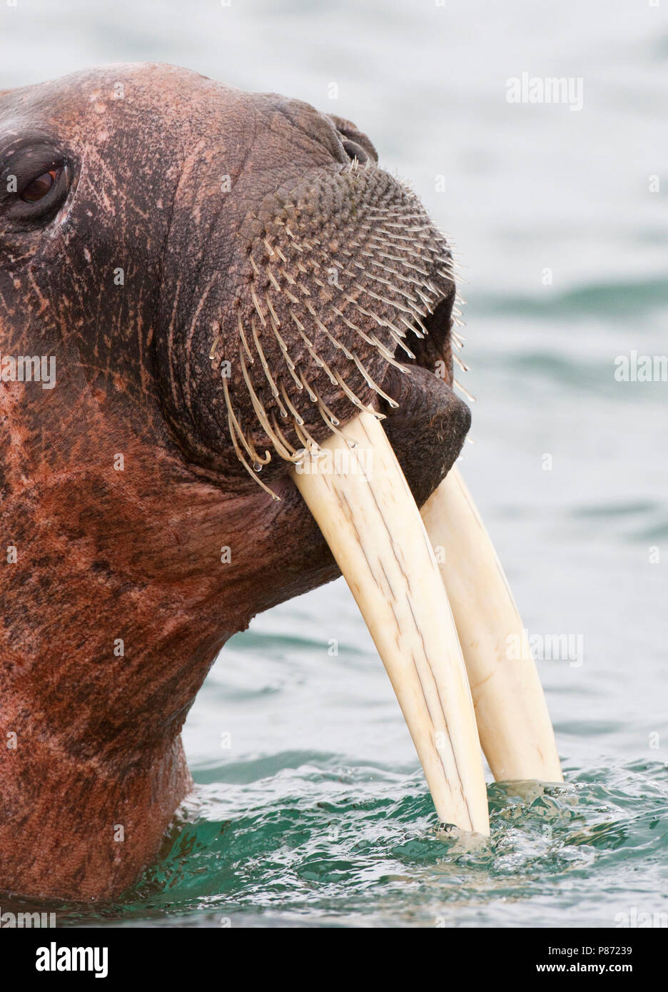Walrus portret; Walrus close-up Stock Photo - Alamy