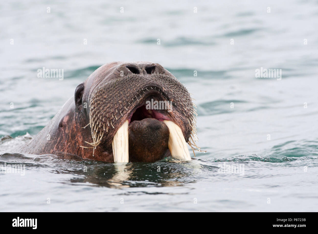 Male Walrus High Resolution Stock Photography and Images - Alamy